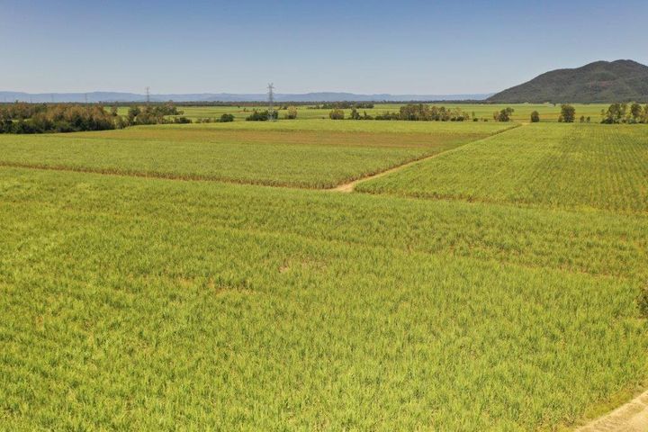 Seymour River cane farm, Ingham - Slaney & Co.