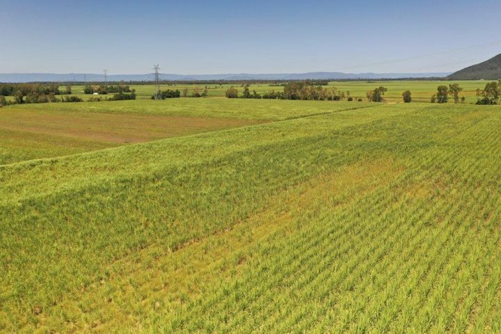 Seymour River cane farm, Ingham - Slaney & Co.