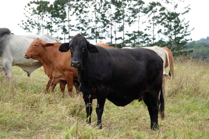 The Pines, Julatten - Slaney & Co.